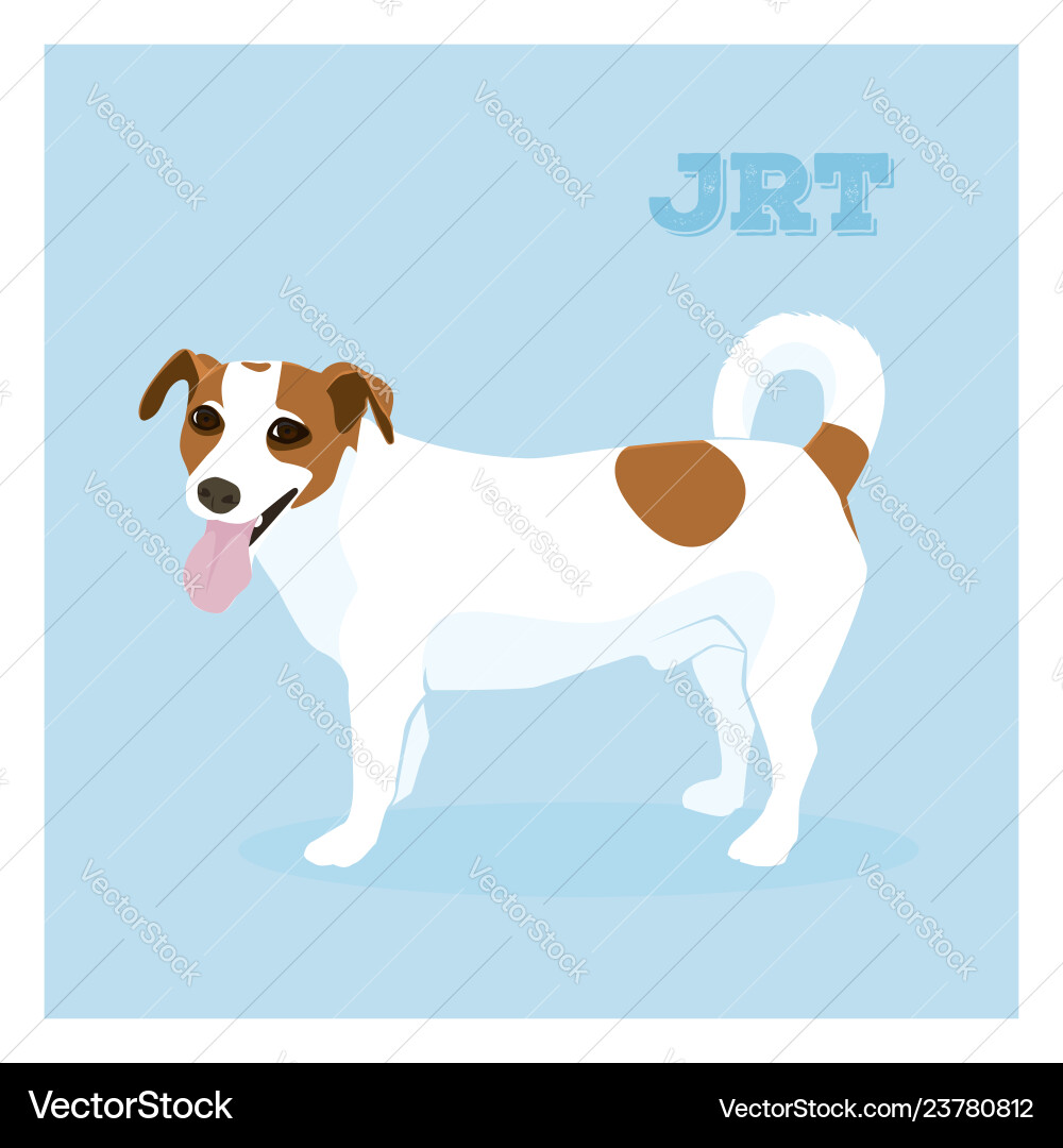 Jack russell terrier Royalty Free Vector Image