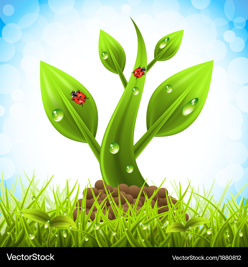 Plant Royalty Free Vector Image - VectorStock