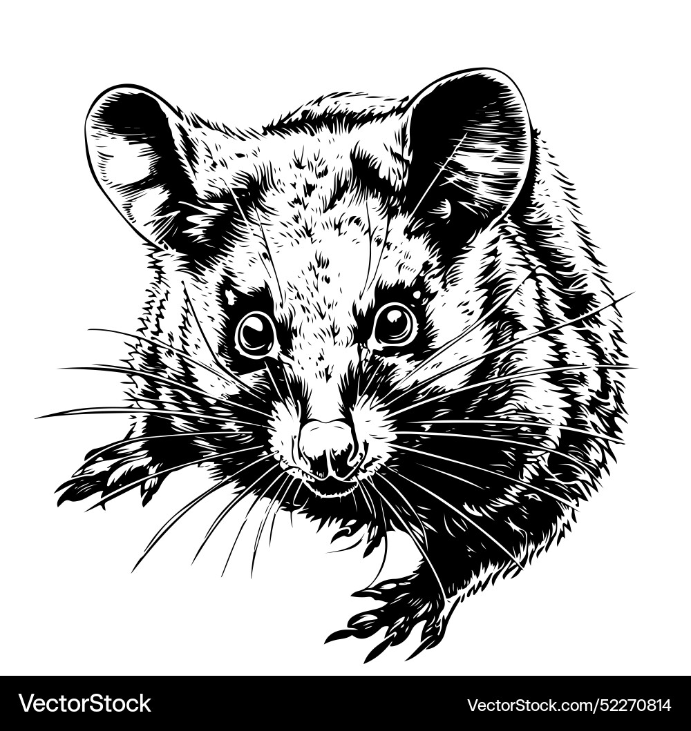Sketch possum Royalty Free Vector Image - VectorStock