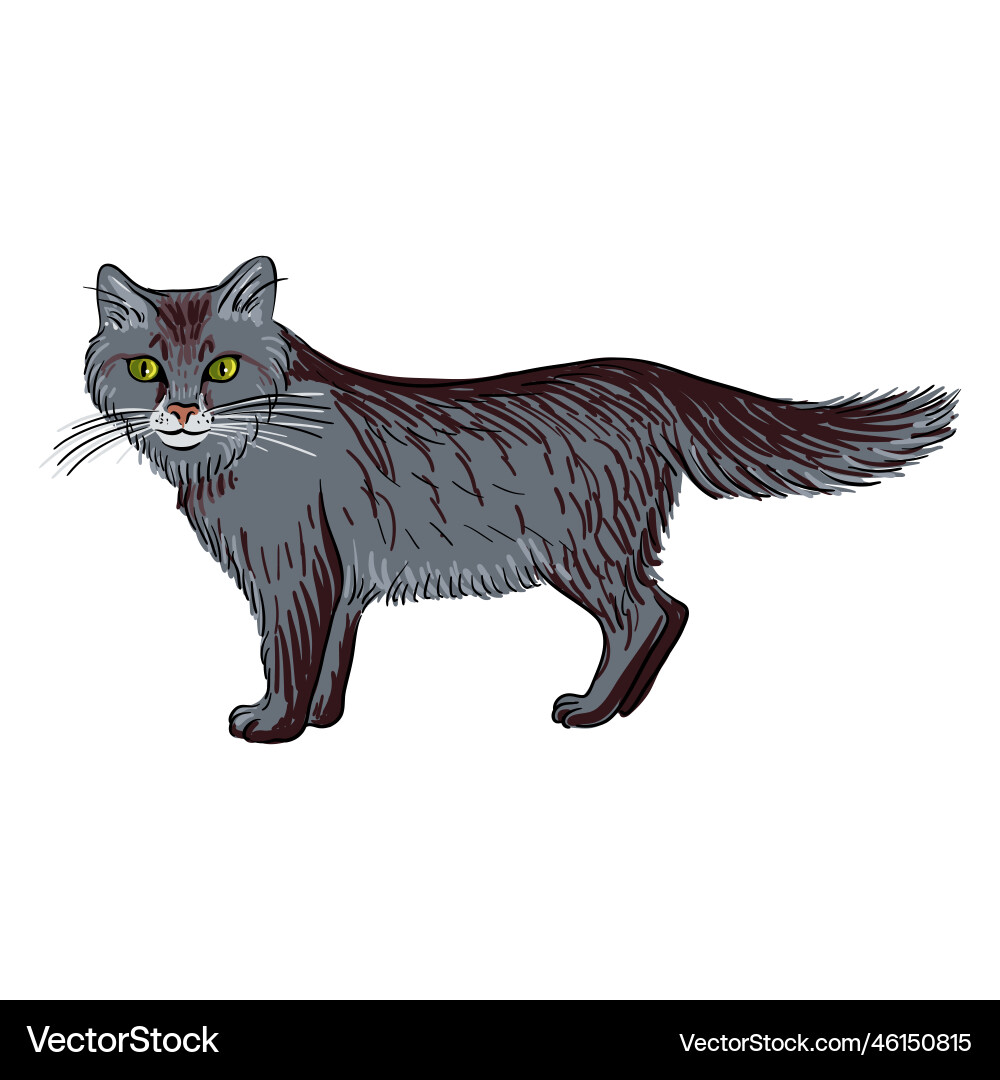 Drawing animal domestic cat Royalty Free Vector Image