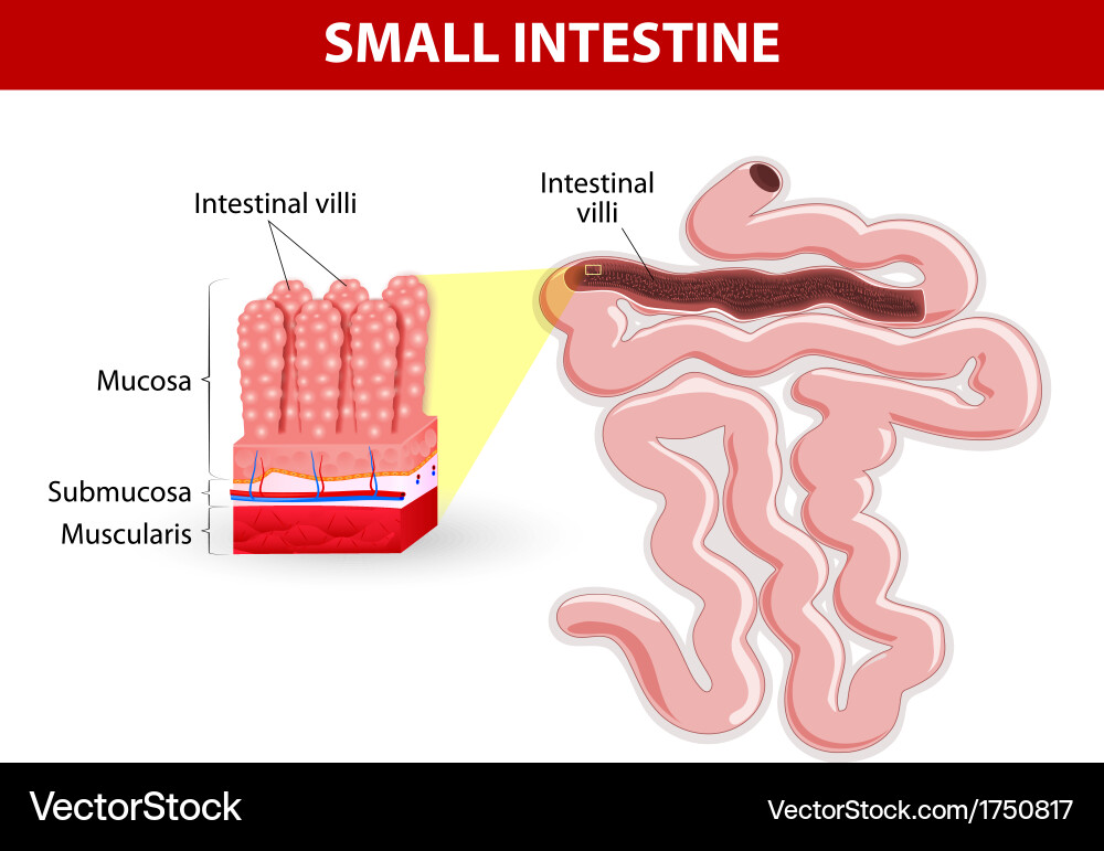 Small Intestine Villi Labeled