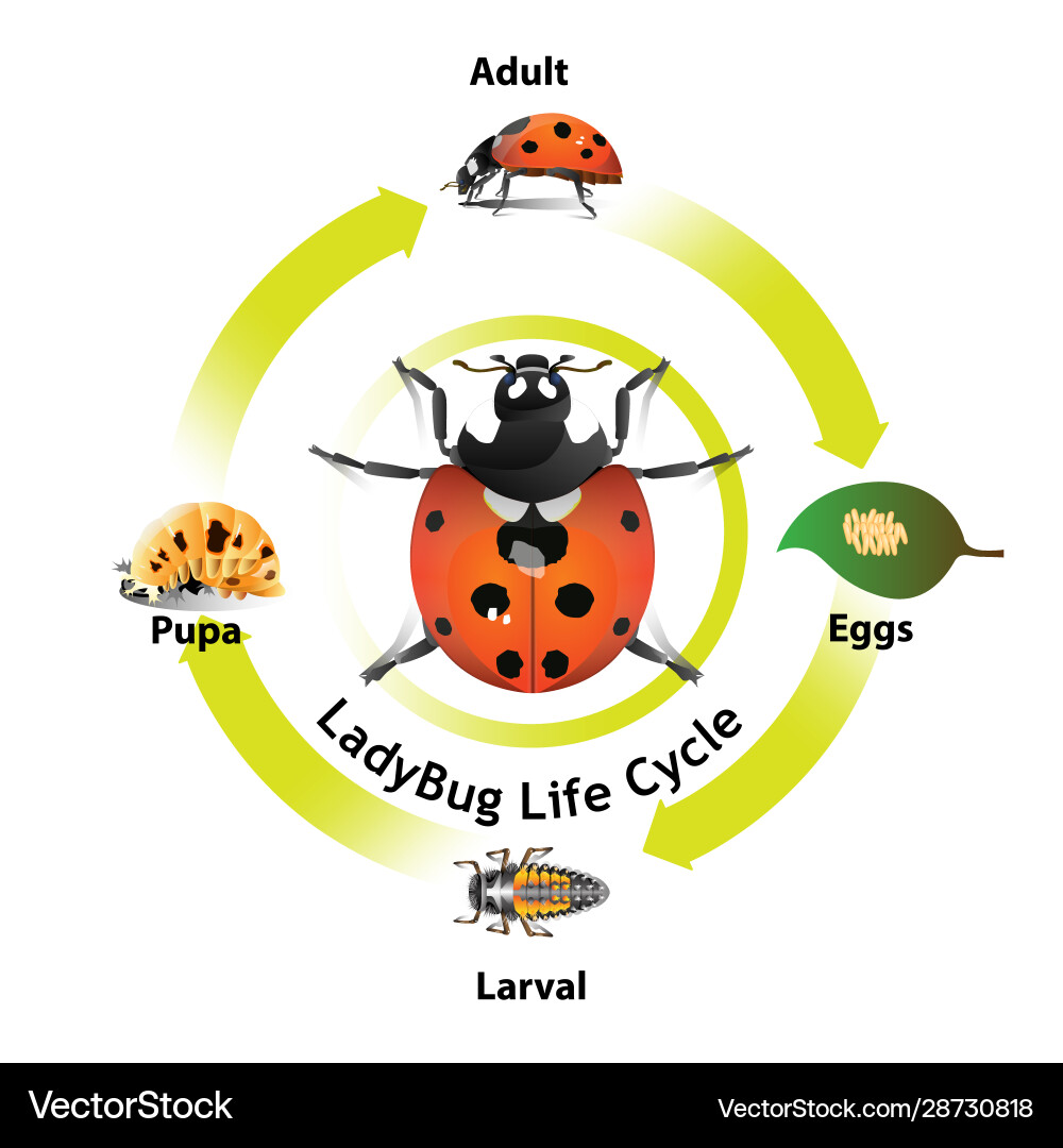 Ladybug life cycle Royalty Free Vector Image - VectorStock
