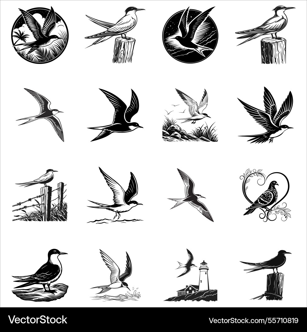 Common tern svg Royalty Free Vector Image - VectorStock