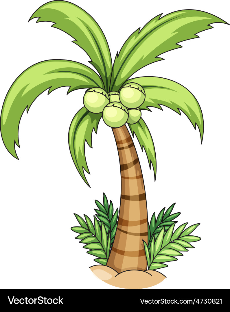 Coconut tree Royalty Free Vector Image - VectorStock