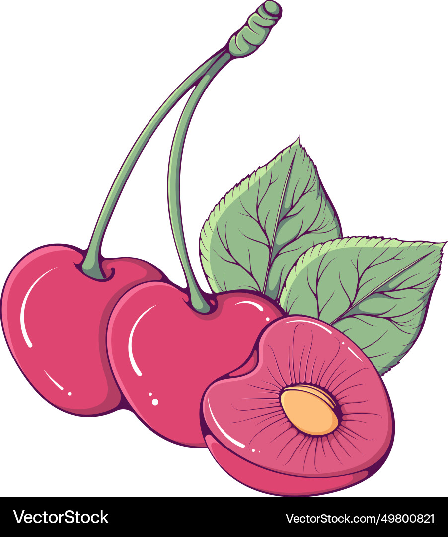 Colorful ripe cherries Royalty Free Vector Image