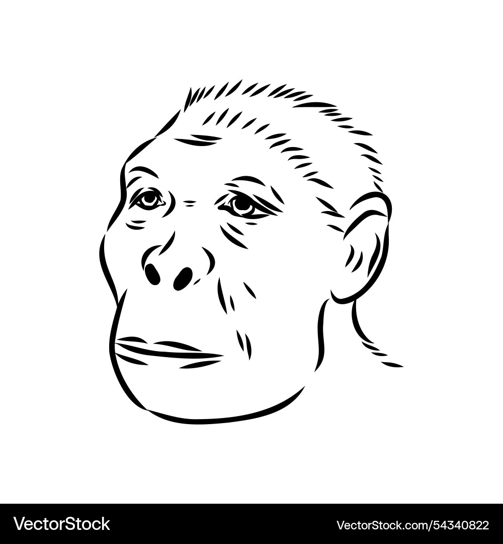 Australopithecus sketch graphic Royalty Free Vector Image