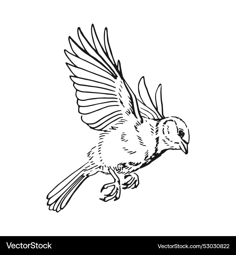 Titmouse flying bird hand drawn Royalty Free Vector Image