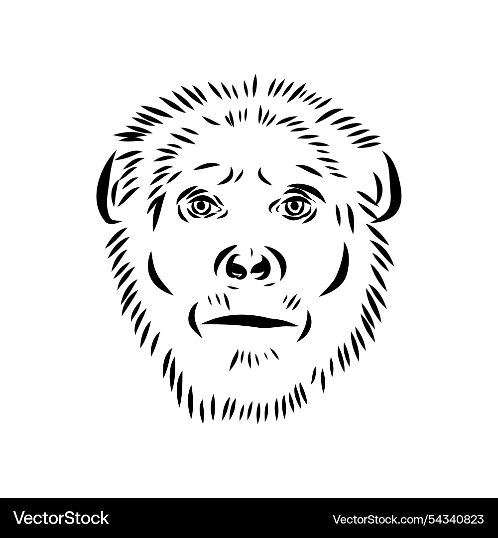 Australopithecus sketch graphic Royalty Free Vector Image