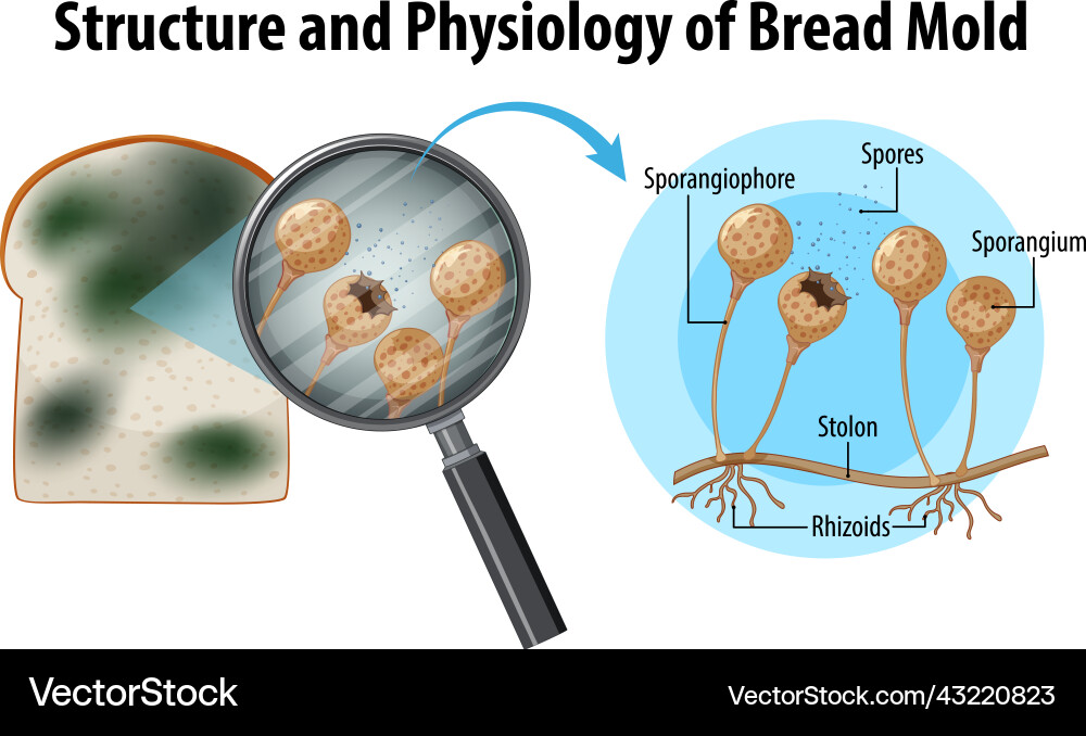 Structure and physiology of bread mold Royalty Free Vector
