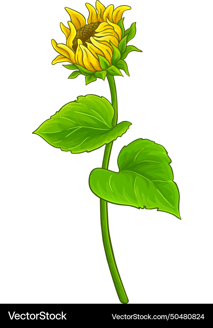 Sunflower plant with flower colored Royalty Free Vector
