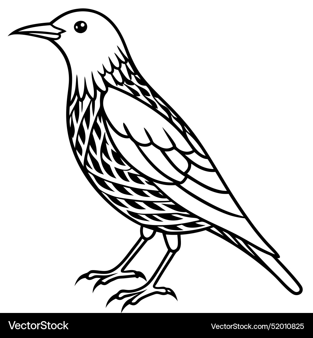 European starling bird stands icon Royalty Free Vector Image