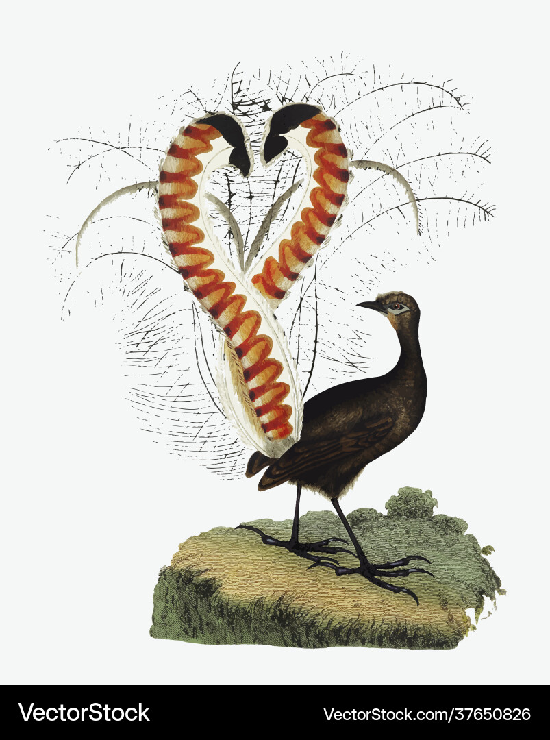 Lyrebird animal drawing Royalty Free Vector Image