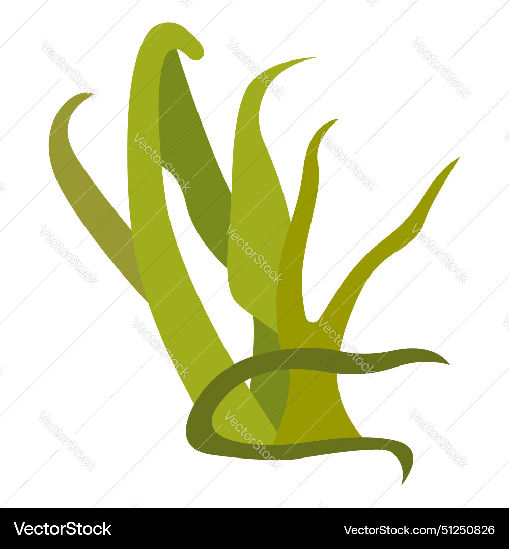 Wild sea green algae the basic component Vector Image