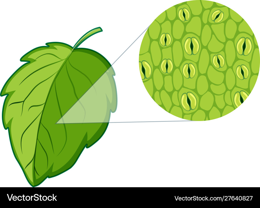 Diagram showing plant cell Royalty Free Vector Image