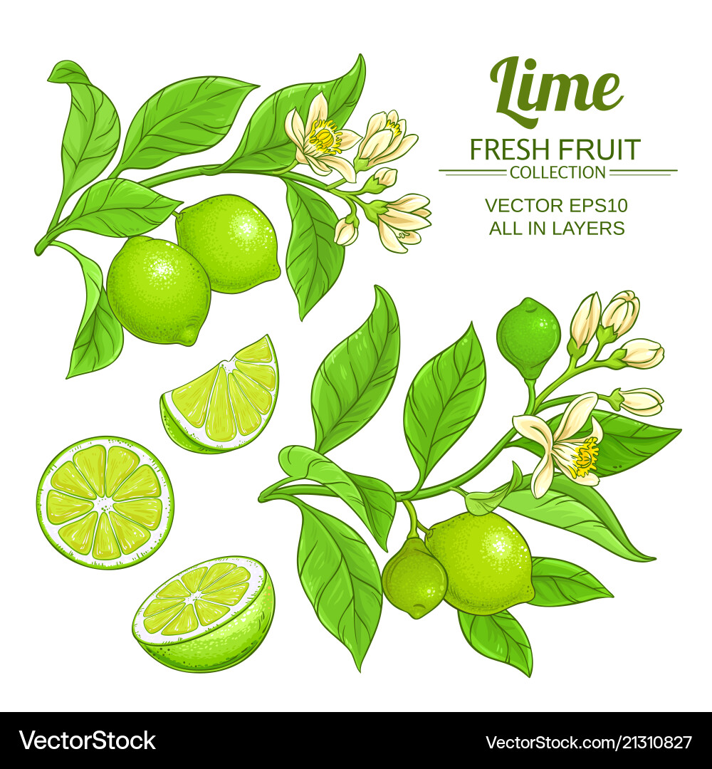 Lime branches set Royalty Free Vector Image - VectorStock