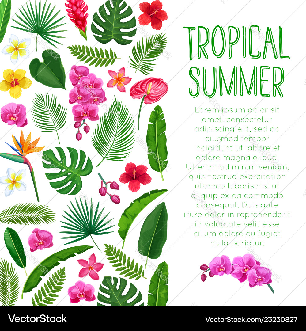 Tropical layout Royalty Free Vector Image - VectorStock