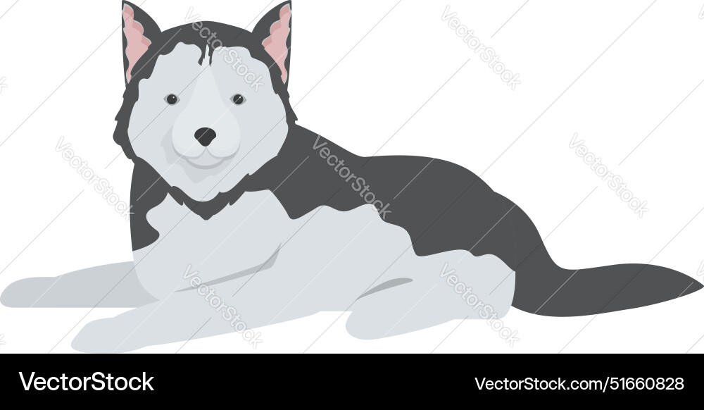 Cute siberian husky dog lying down on white Vector Image