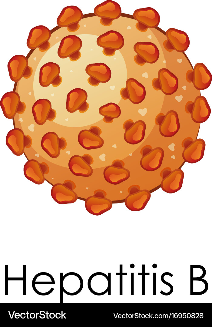 Diagram showing hepatitis b virus Royalty Free Vector Image