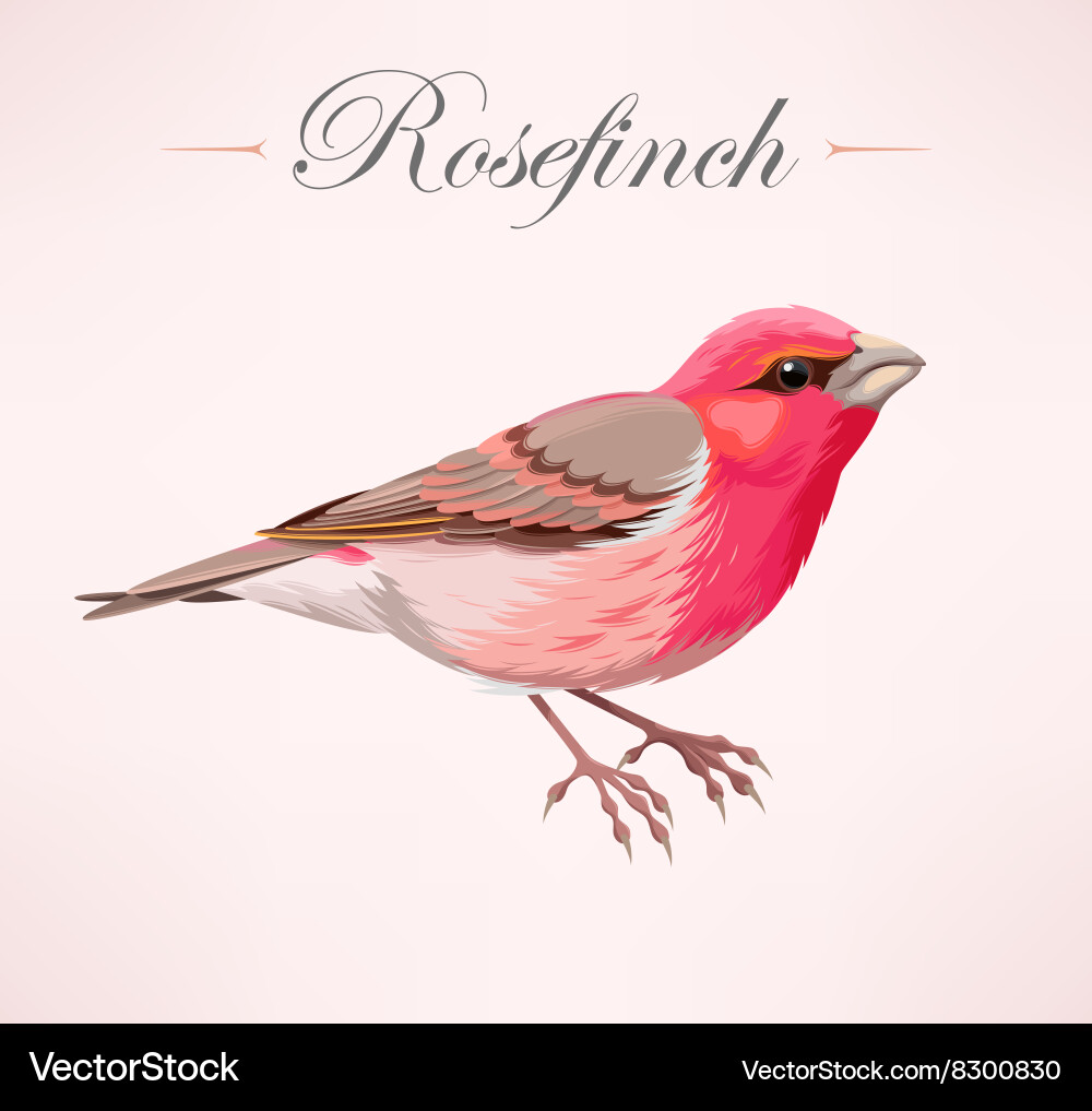 Pink bird Royalty Free Vector Image - VectorStock