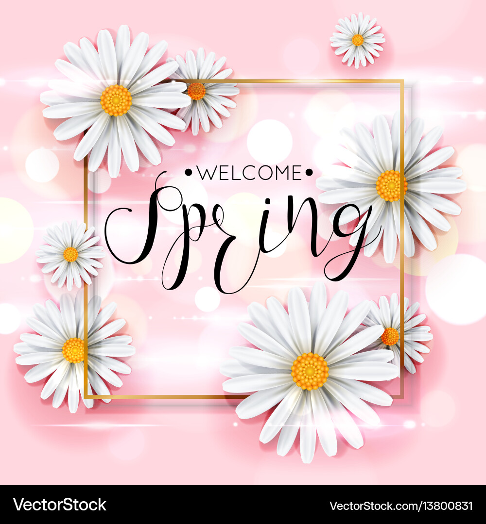 Pink spring background with realistic chamomile Vector Image