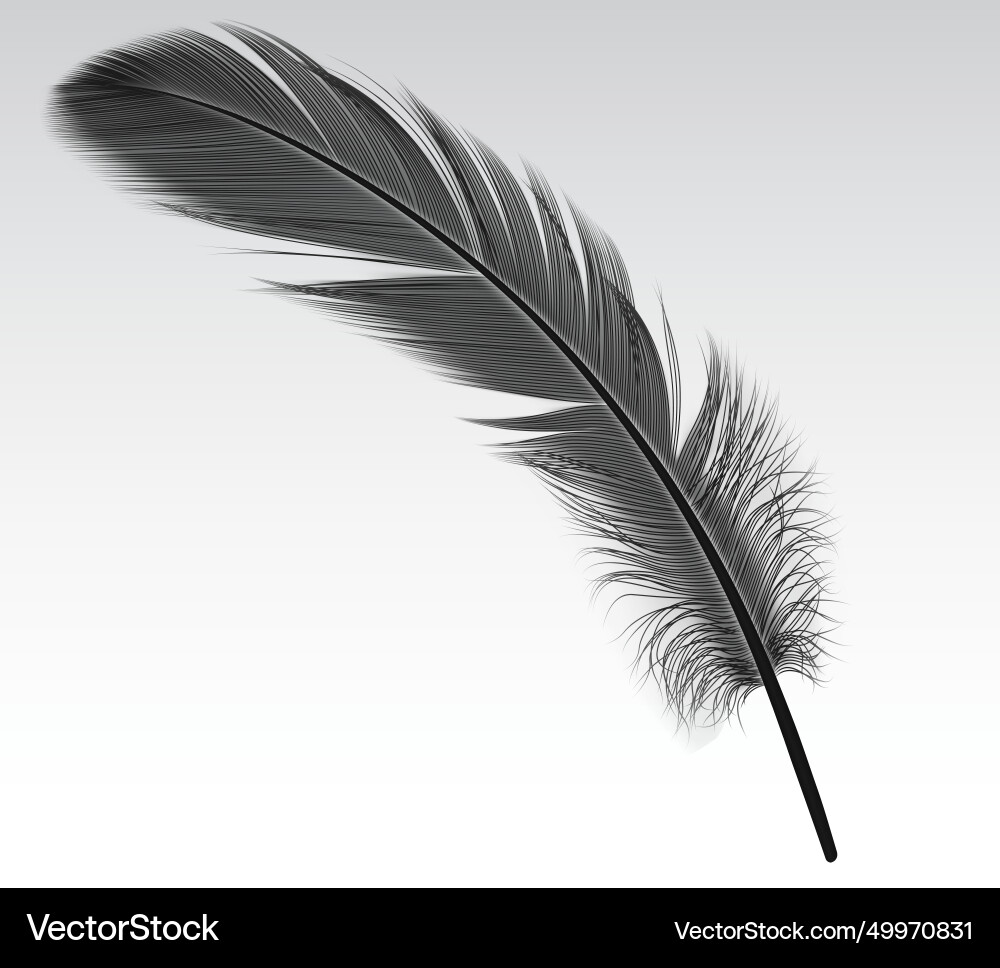 Single Crow Feder realistisch auf weiß Lizenzfreier Vektor