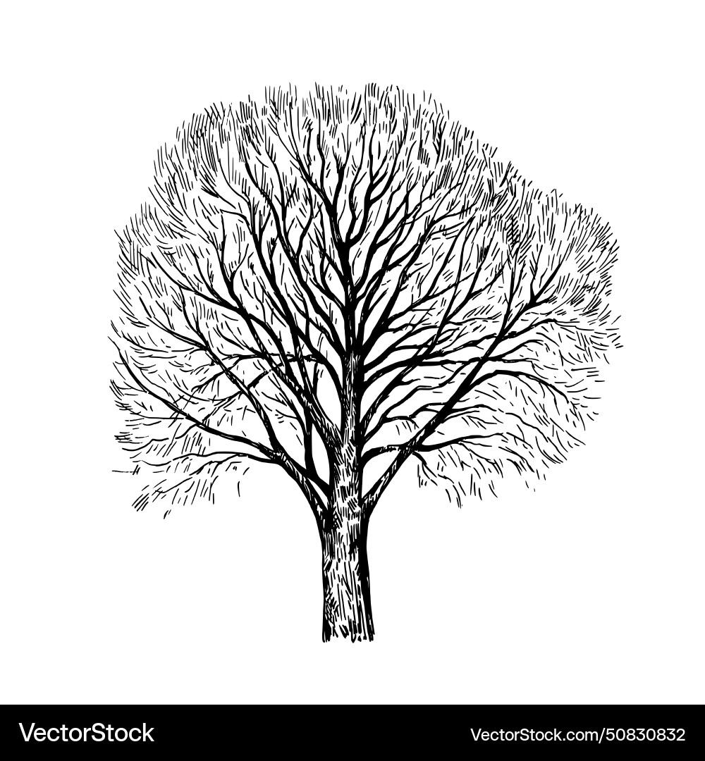 Ink drawing of big tree without leaves isolated Vector Image