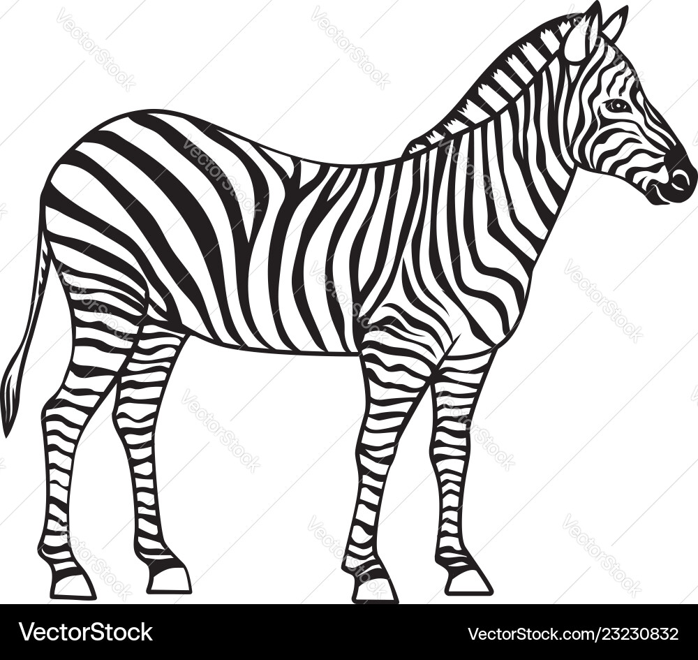 Zebra Outline Vector Images (over 3,300)