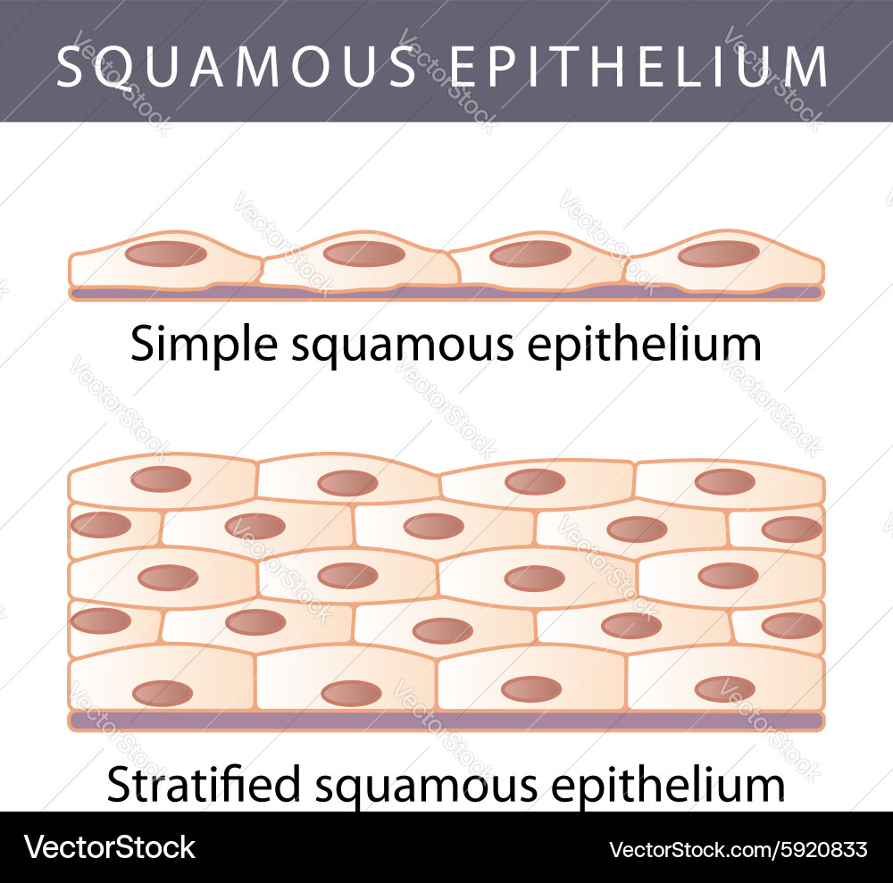Epithelium Royalty Free Vector Image - VectorStock