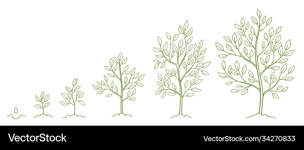 Tree growth stages plant development phases Vector Image