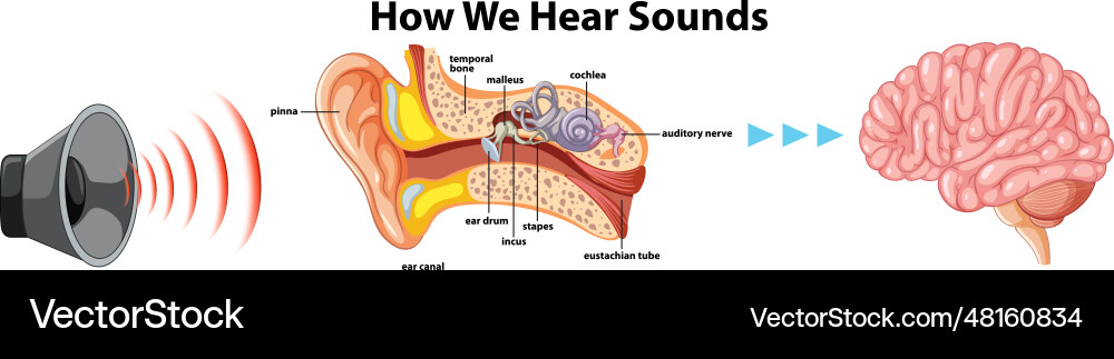Educational infographic human hearing systems Vector Image