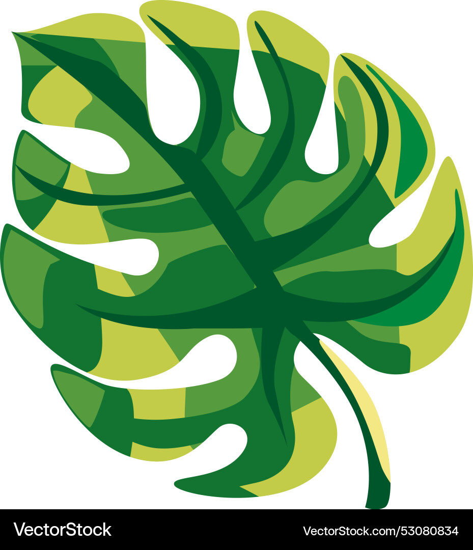 Monstera deliciosa plant leaf Royalty Free Vector Image