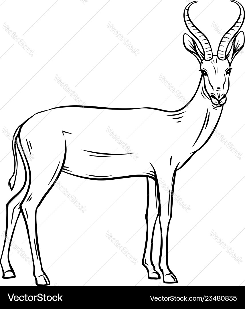 Antelope Outline - Springbok Royalty Free Vector Image