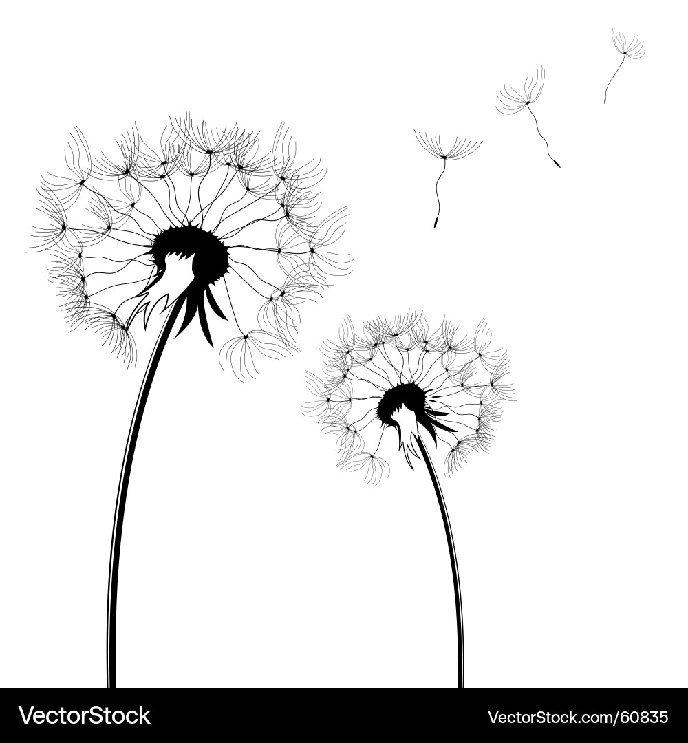 Dandelion Royalty Free Vector Image - VectorStock