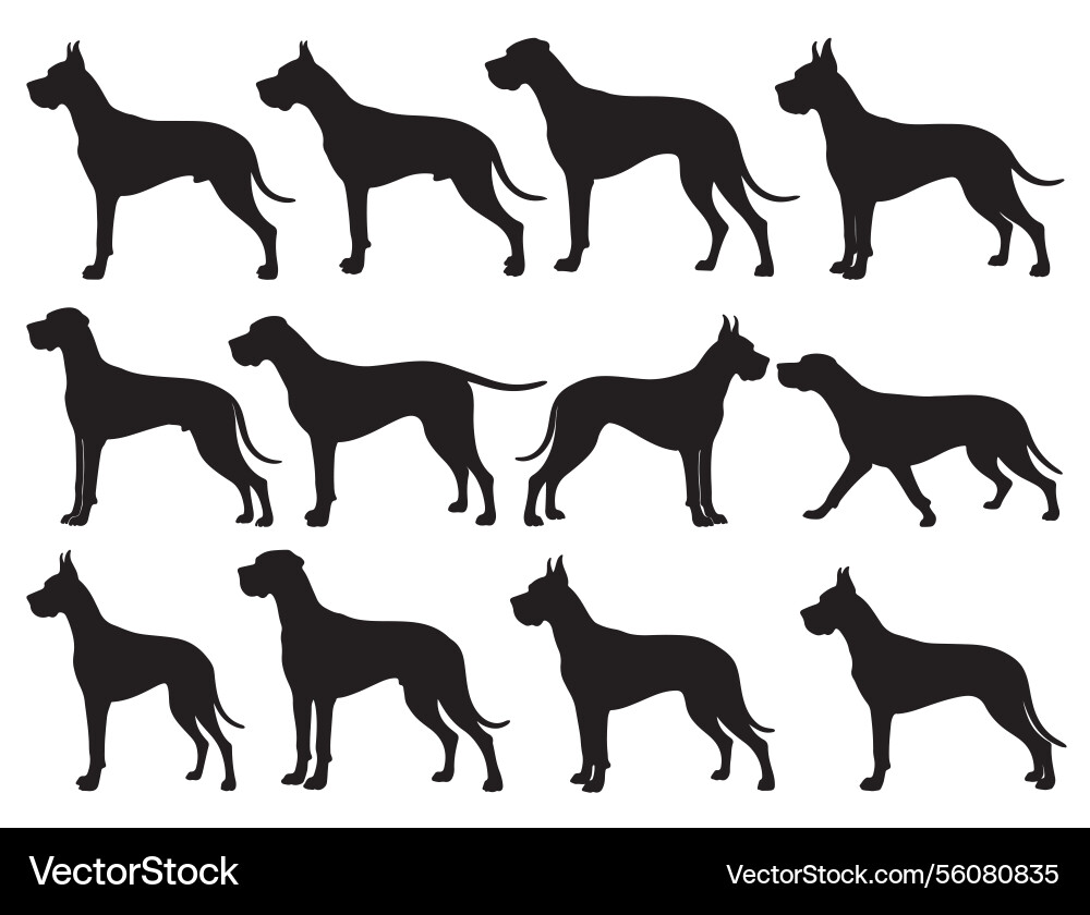 Great dane silhouette Royalty Free Vector Image