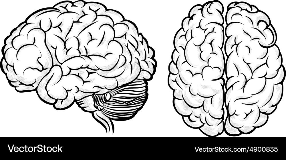 Human Brain Anatomy (4900835) – Royalty-Free Vector | VectorStock