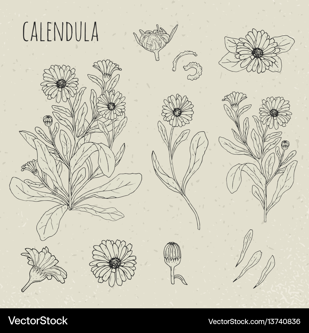 Calendula medical botanical isolated Royalty Free Vector