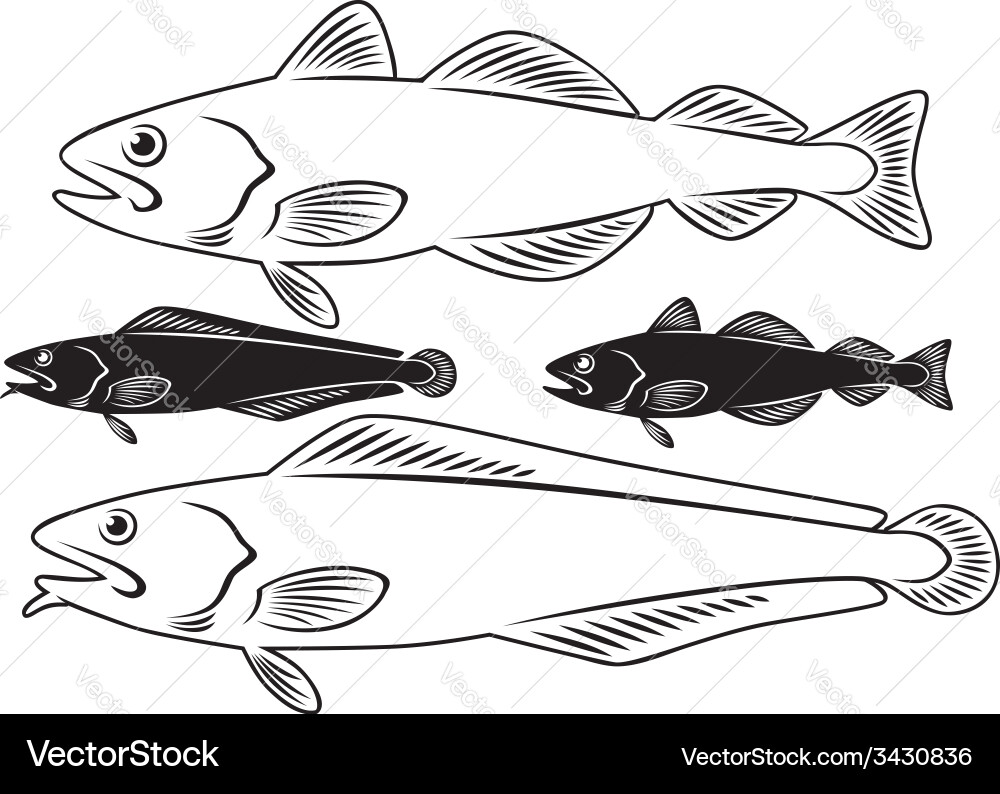 Pollock and brosme Royalty Free Vector Image - VectorStock