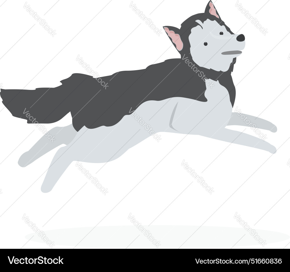 Siberian husky dog jumping running fast Royalty Free Vector