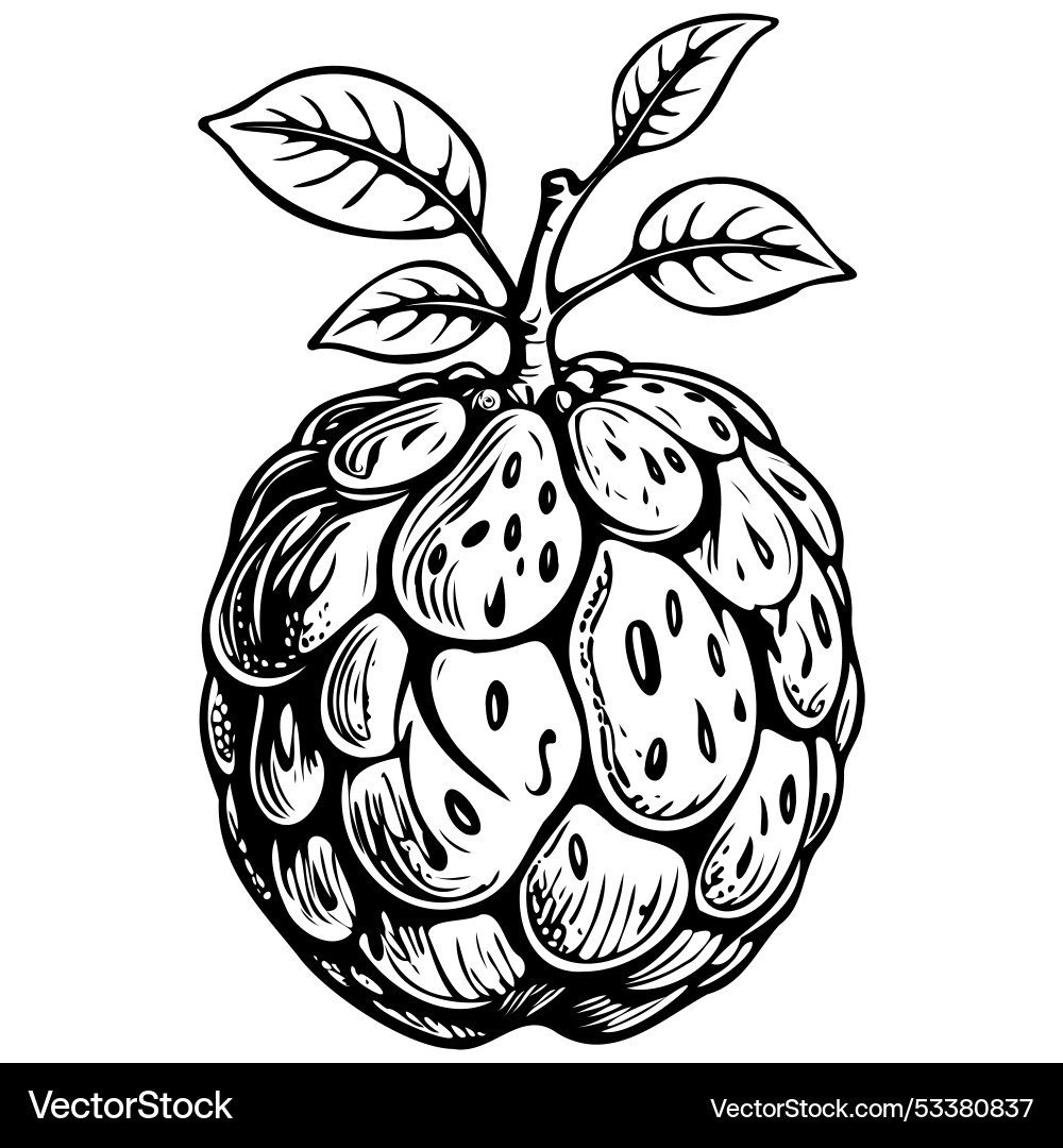 Black custard apple engraving drawing of fruit Vector Image