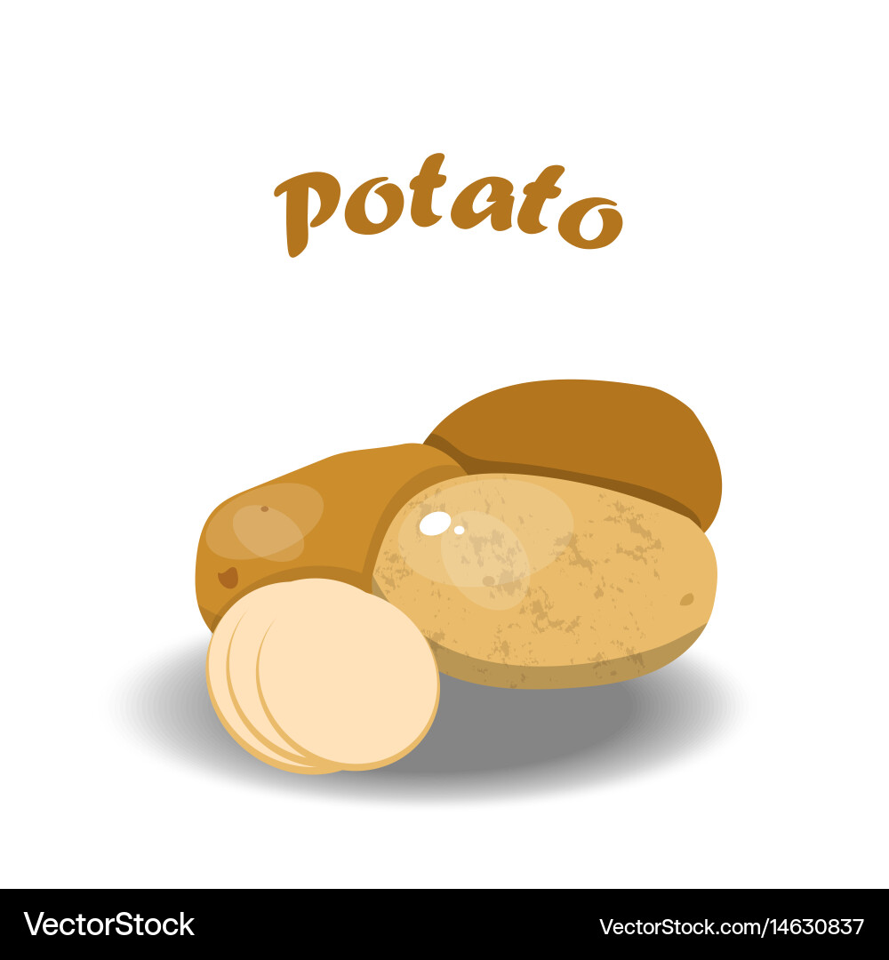 Fresh potato Royalty Free Vector Image - VectorStock