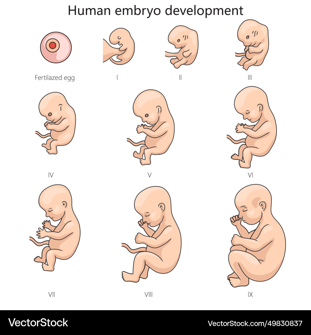 Human Embryo Stages Human Embryonic Development BIOLOGY4ISC