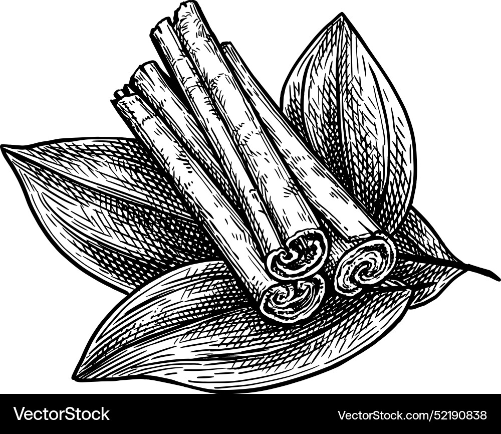 Cinnamon ink sketch Royalty Free Vector Image - VectorStock