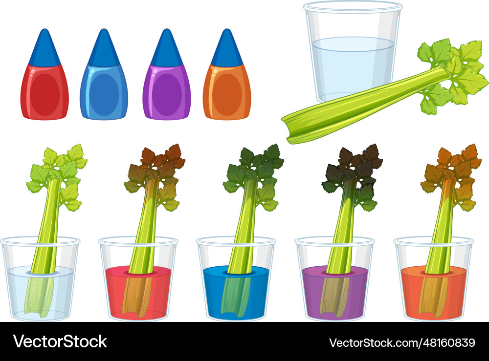 Educational infographic science experiment Vector Image