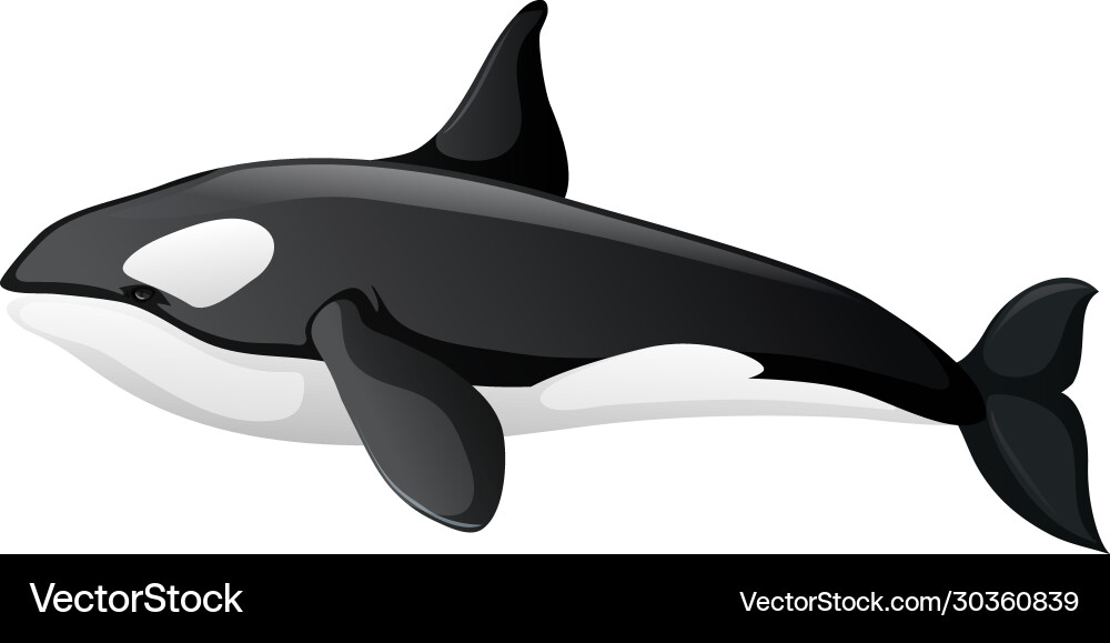 One orca whale on white background Royalty Free Vector Image
