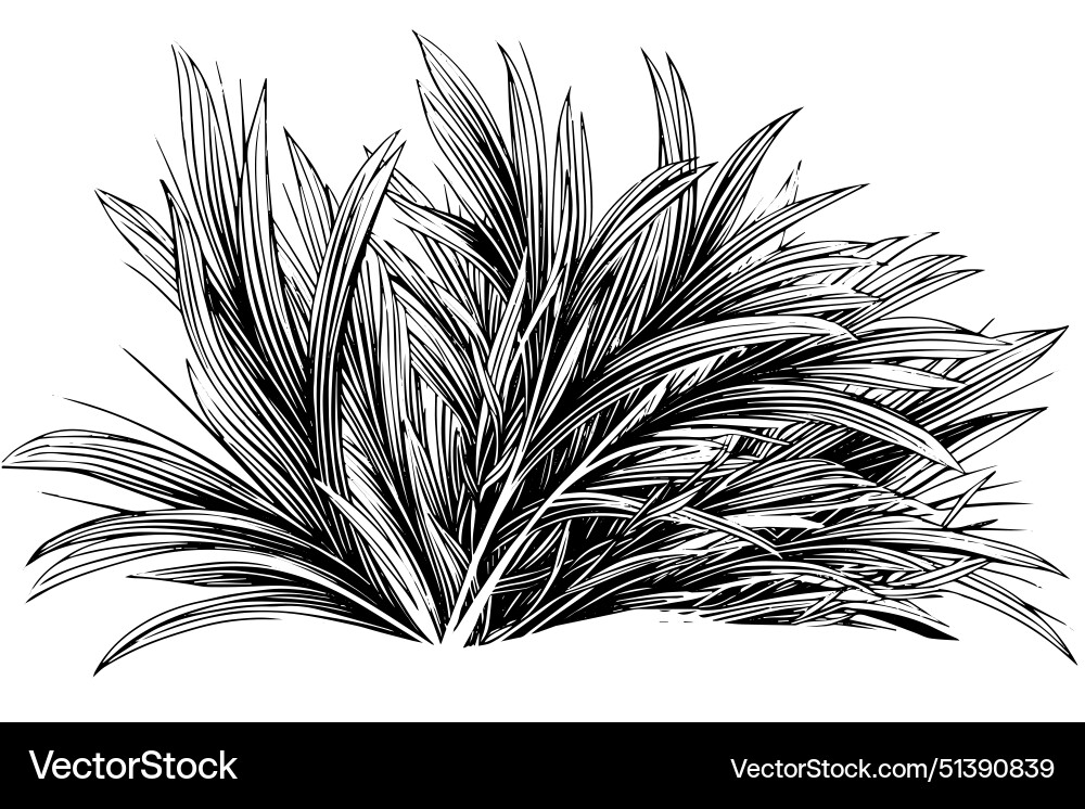 Vintage hand-drawn grass sketch engraved Vector Image