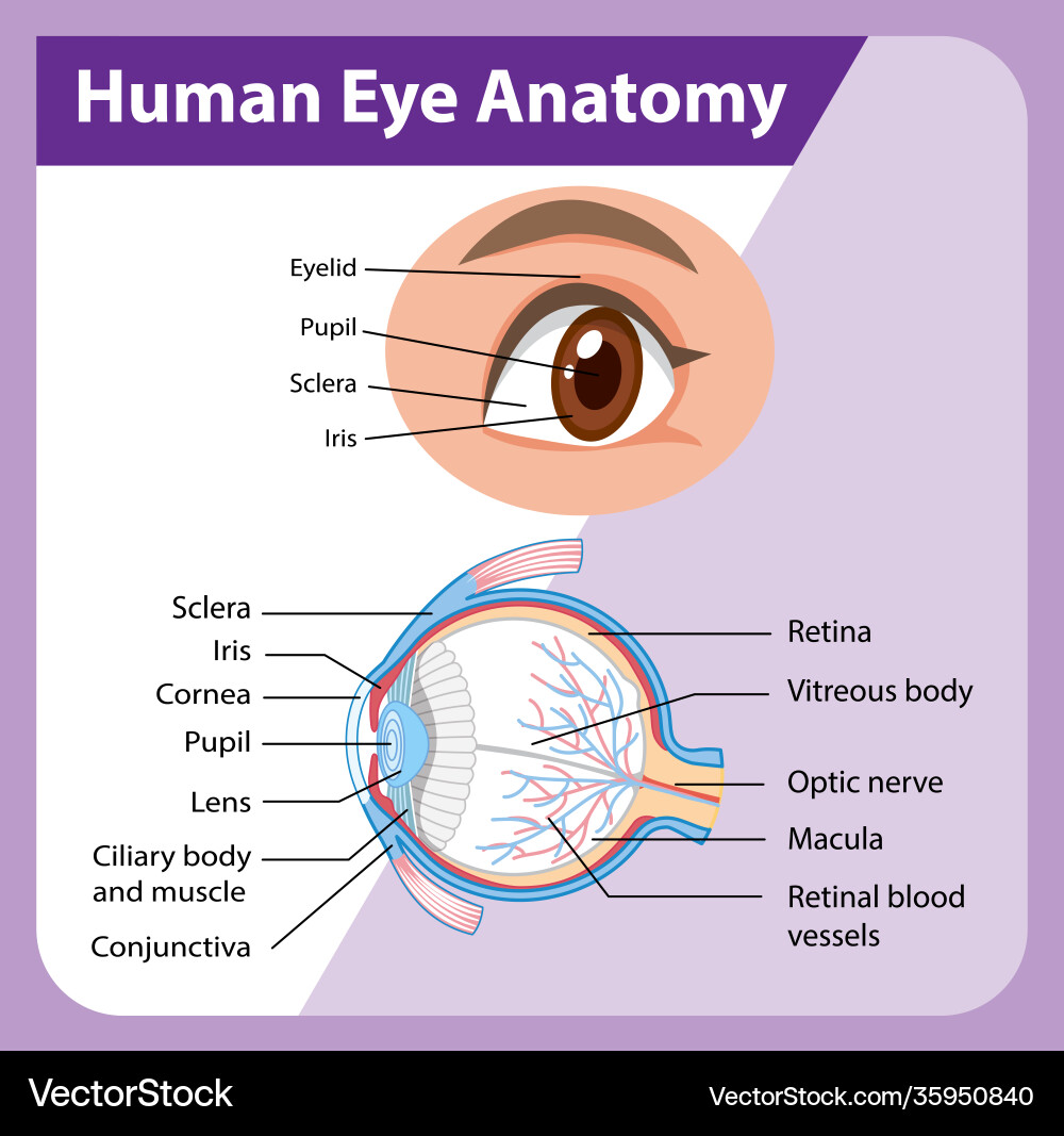 Labeled Diagram Of The Eye Unique Eye Anatomy Diagram Eye Muscles