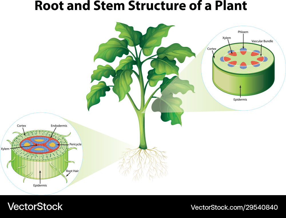 Diagram showing root and stem structure a plant Vector Image