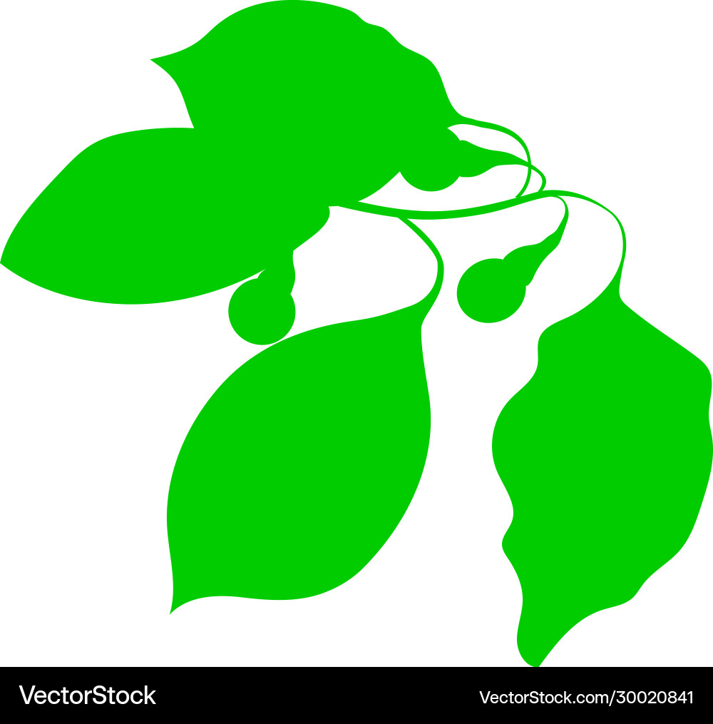 Camphor flat icon isolated on white background Vector Image