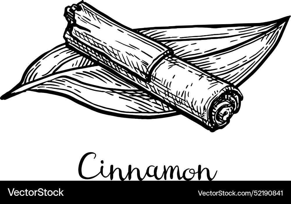 Cinnamon ink sketch Royalty Free Vector Image - VectorStock