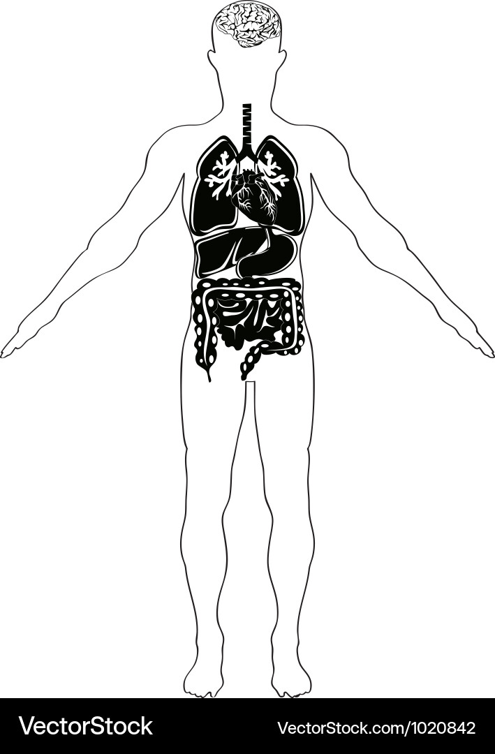 Human anatomy Royalty Free Vector Image - VectorStock